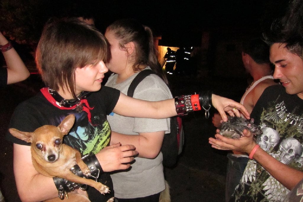 Teenage Wolfpack: Tabby | Dazed