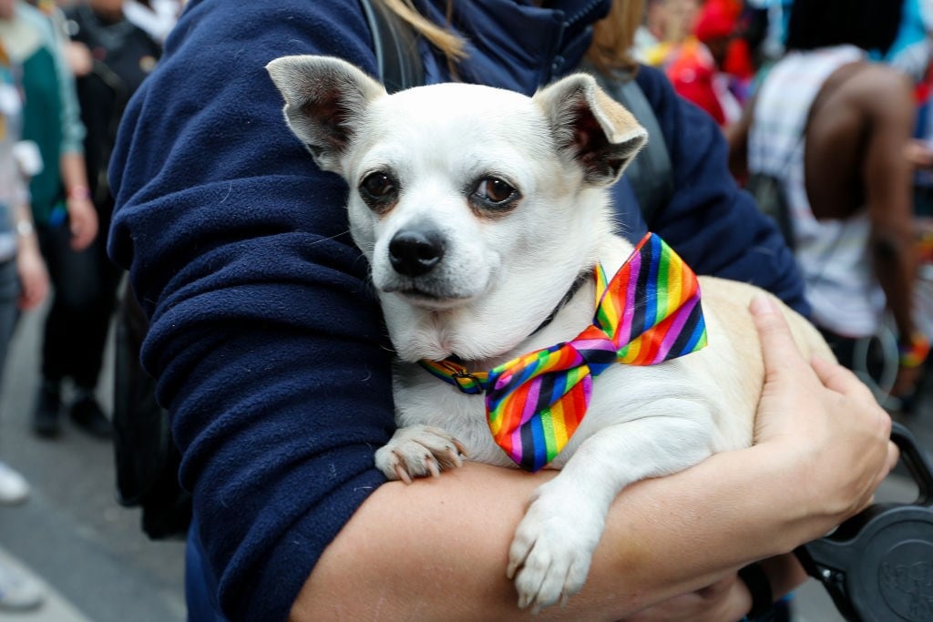 Why are animals gay? | Dazed