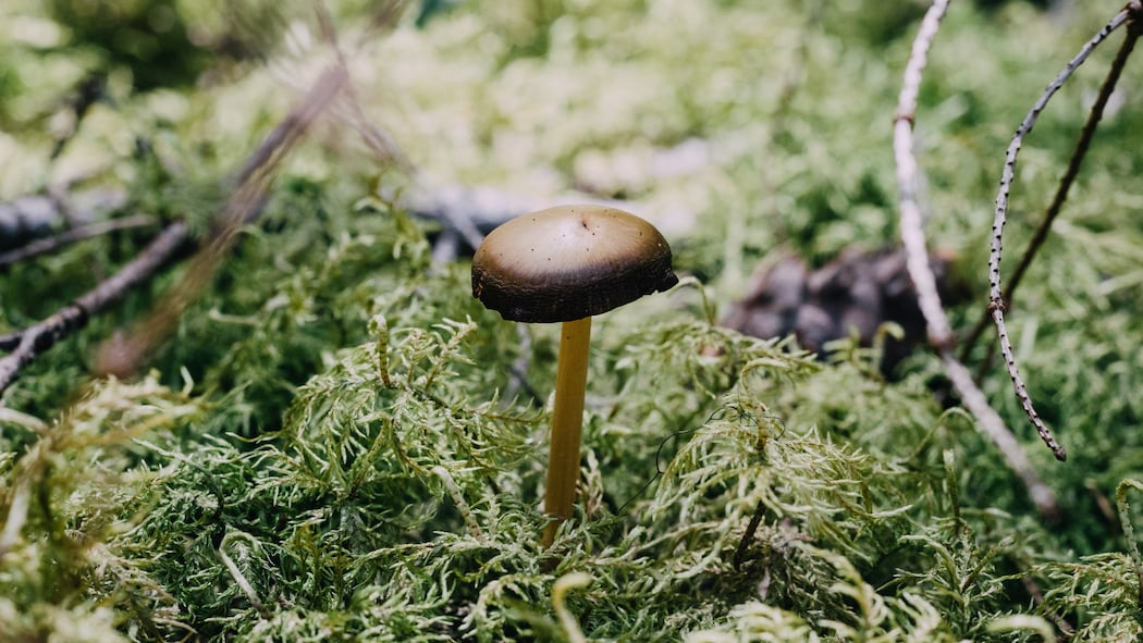 Scientists are harvesting magic mushroom chemicals for the first time ...