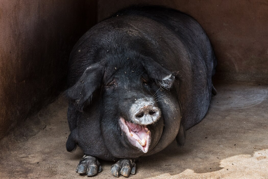 Feral hogs in Italy have destroyed a shit load of cocaine | Dazed