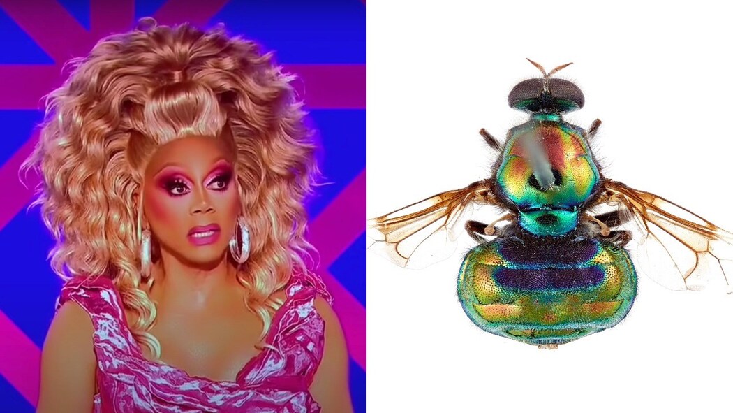 A carcass-eating fly with ‘legs for days’ has been named after RuPaul ...
