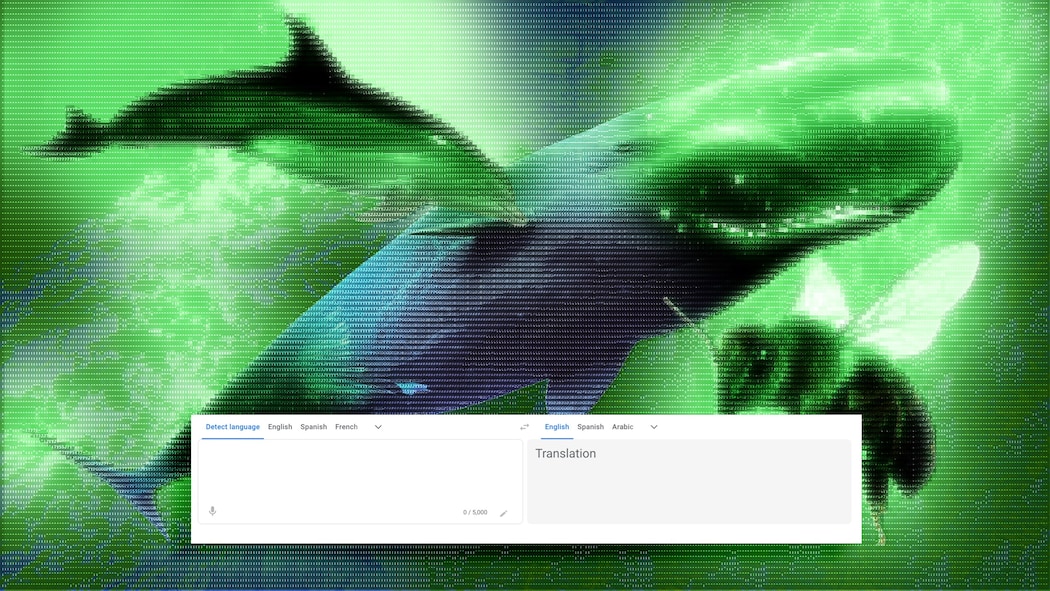 Google Translate for whales? How AI is being used to speak with animals ...