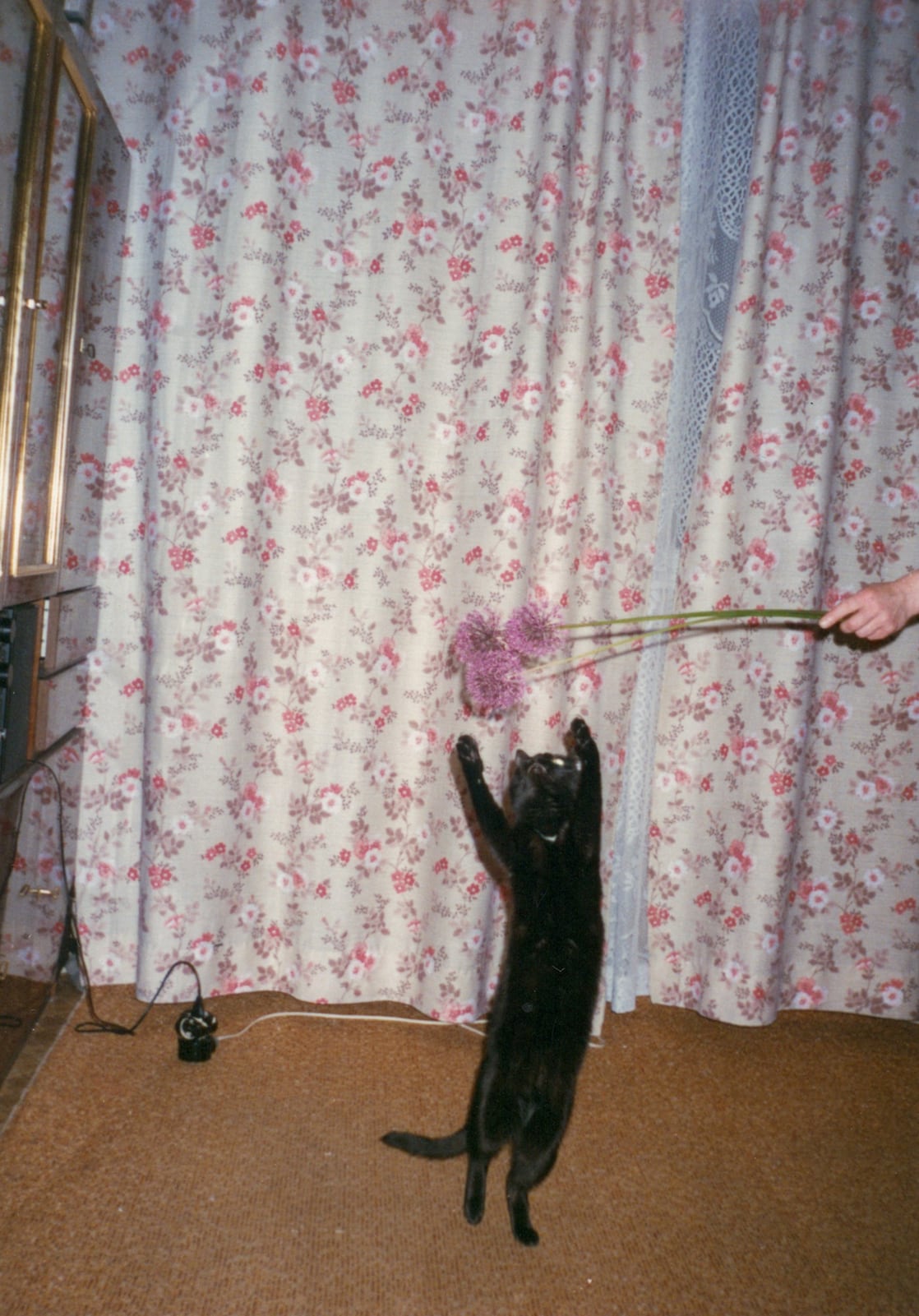 This uncanny photo series explores the feline gaze | Dazed