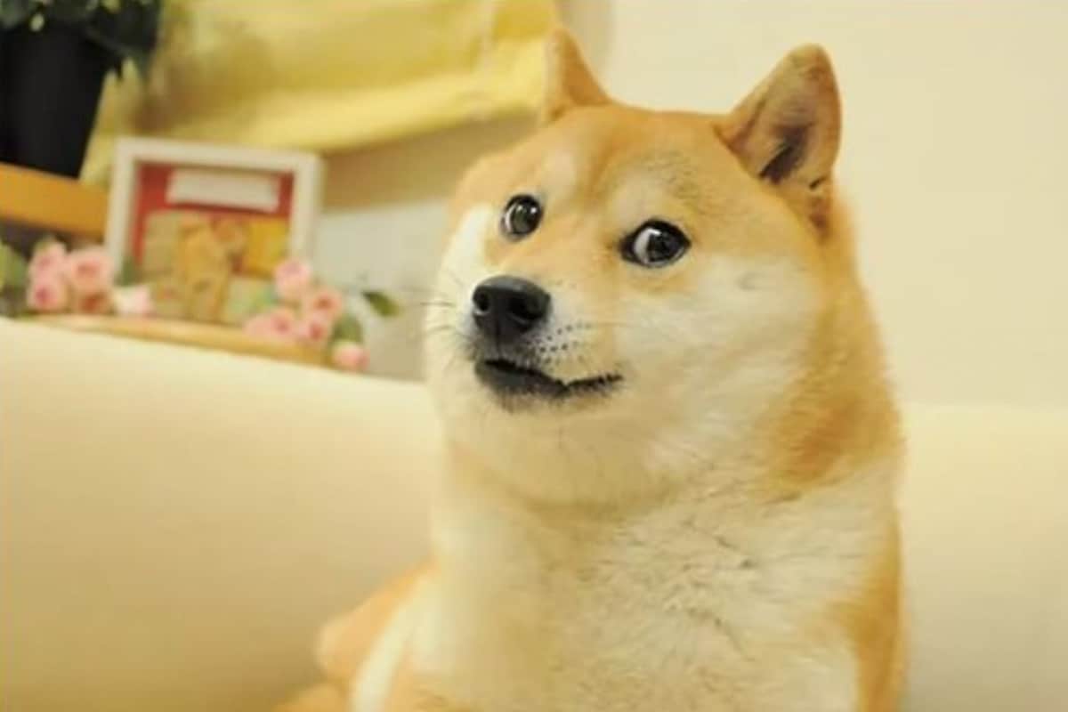 The shiba inu that inspired the viral ‘doge’ meme has died | Dazed