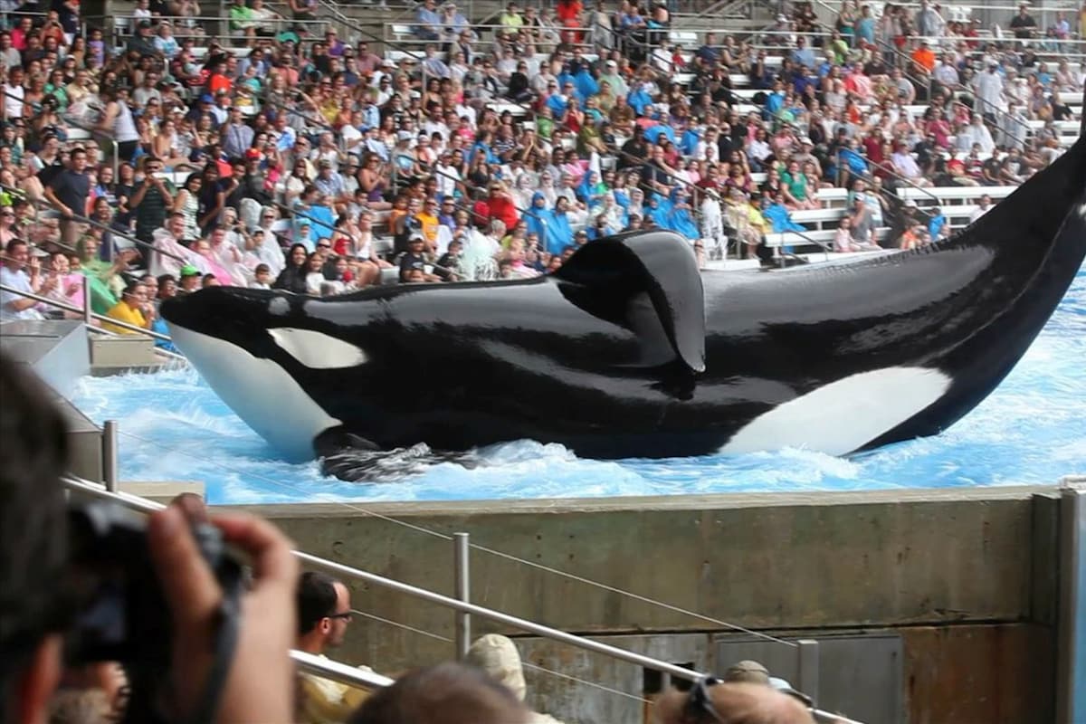 The darkness of Blackfish | Dazed