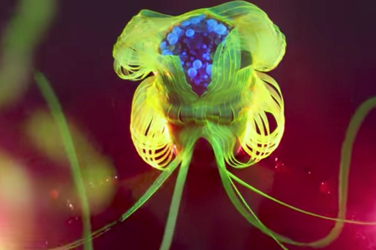 Watch Björk’s beautiful new music video for ‘Notget’ | Dazed