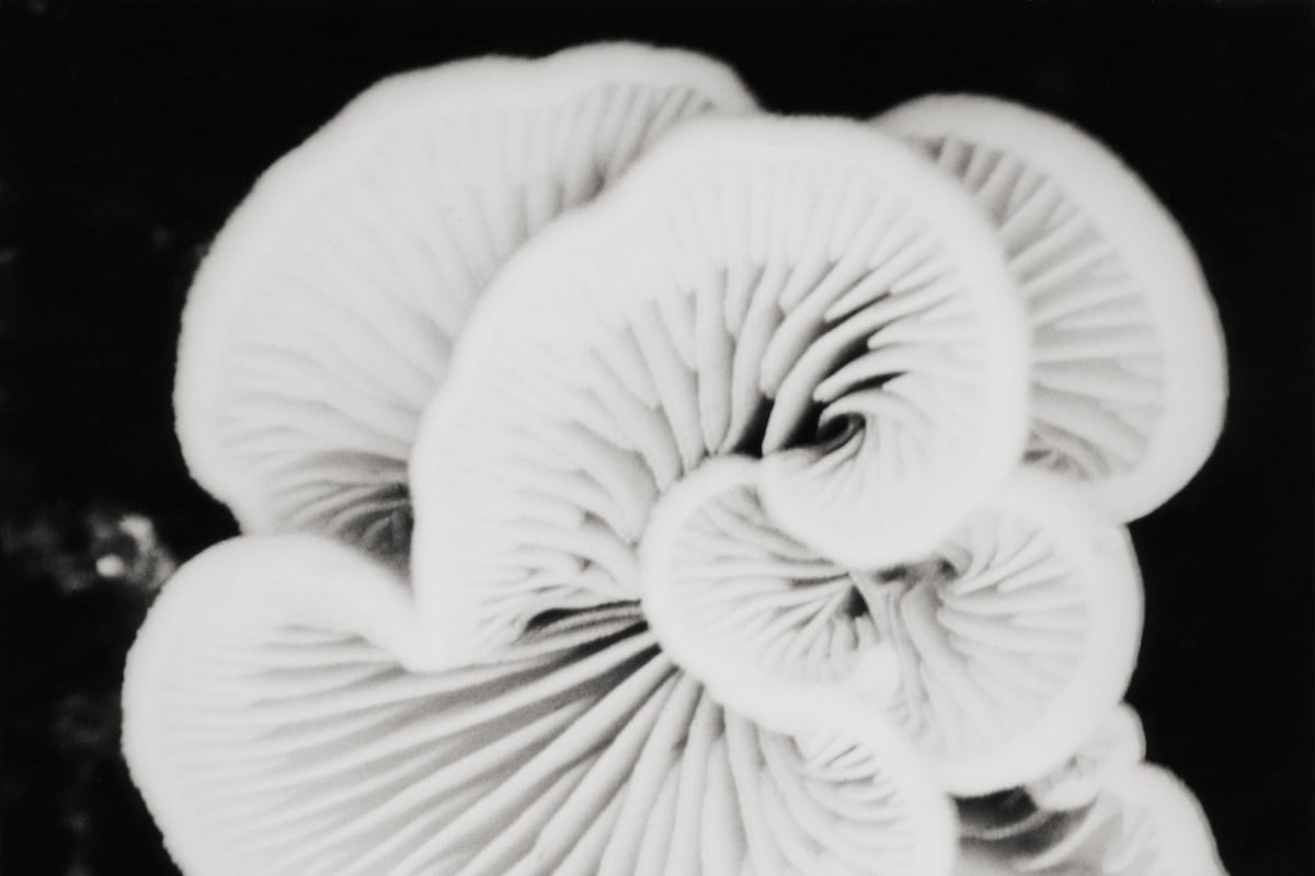 Daisy Walker: Guardians & Carers of the Natural World | Dazed