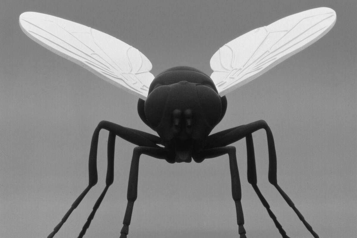 A toddler has knocked over a €50,000 insect sculpture at Art Basel | Dazed