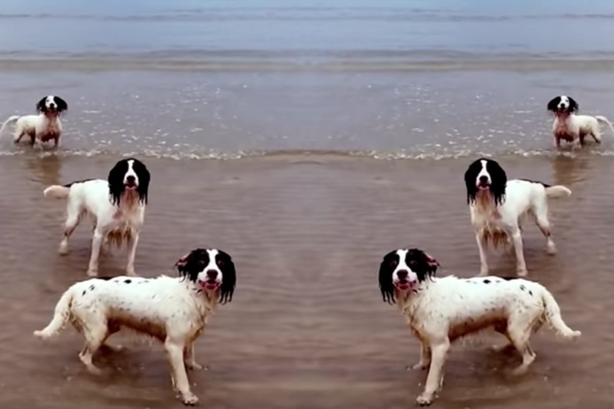 Tilda Swinton directs her dogs in an operatic music video | Dazed