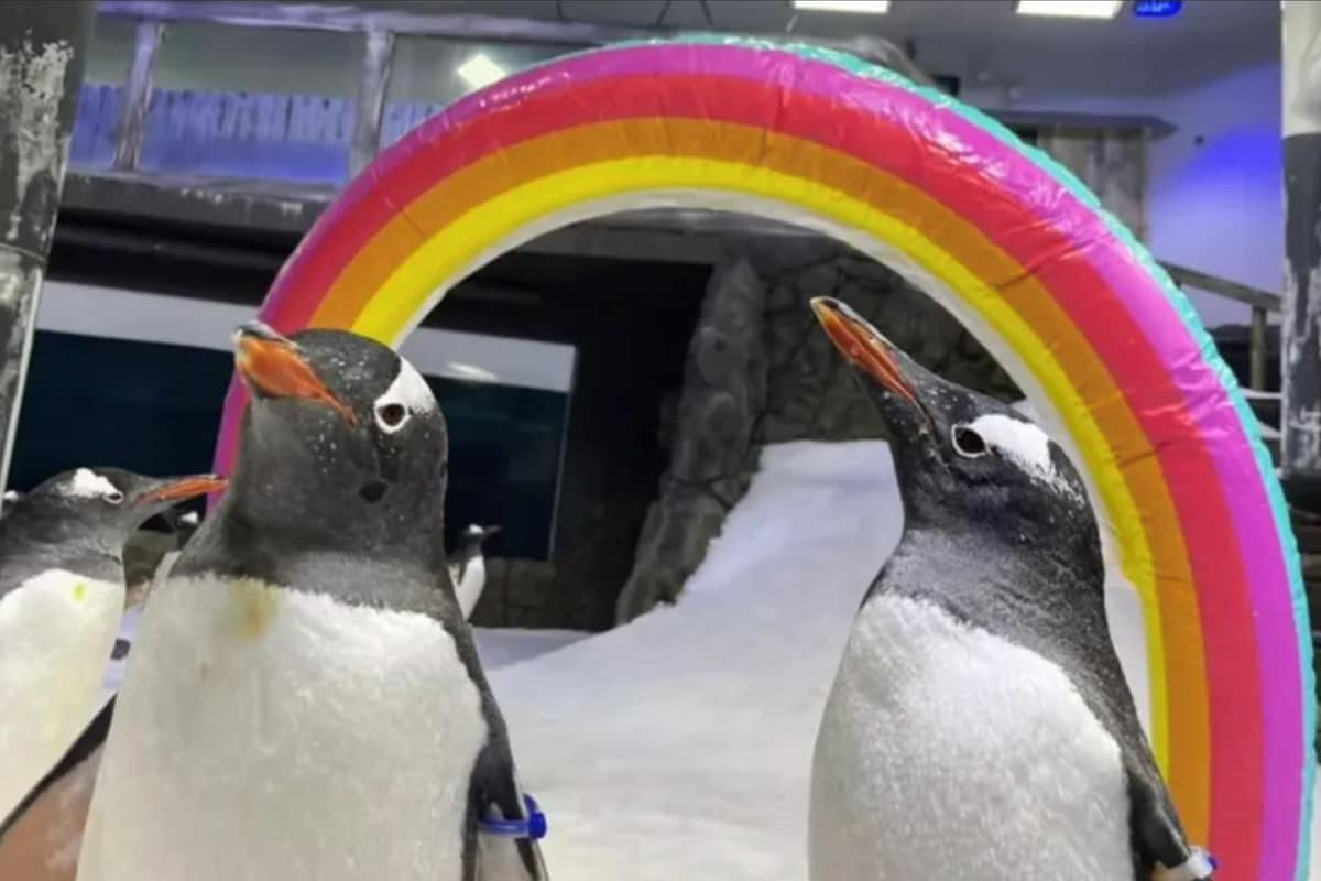 RIP Sphen: trailblazing gay penguin dies, leaving behind his lover ...
