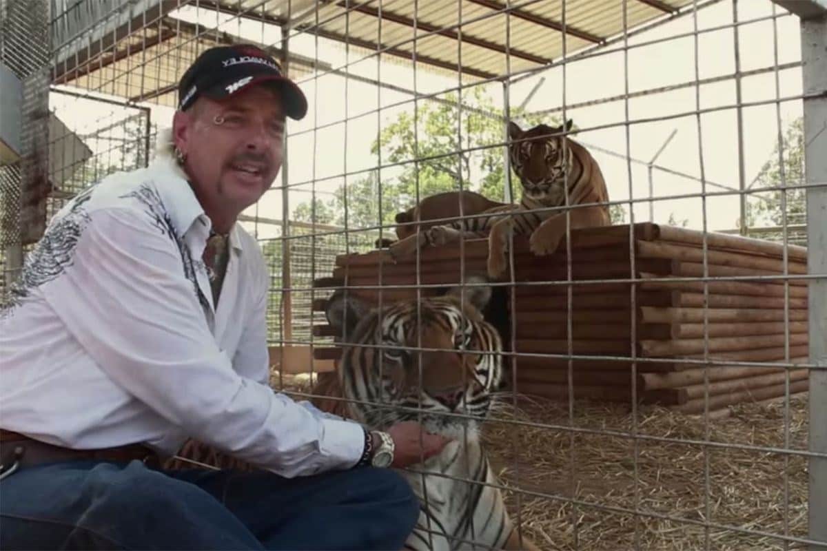 Tiger King series inspires celebrities to back big cat petition in ...