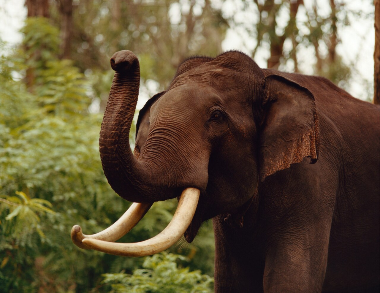 A study of Human and Animal Habitats | Dazed