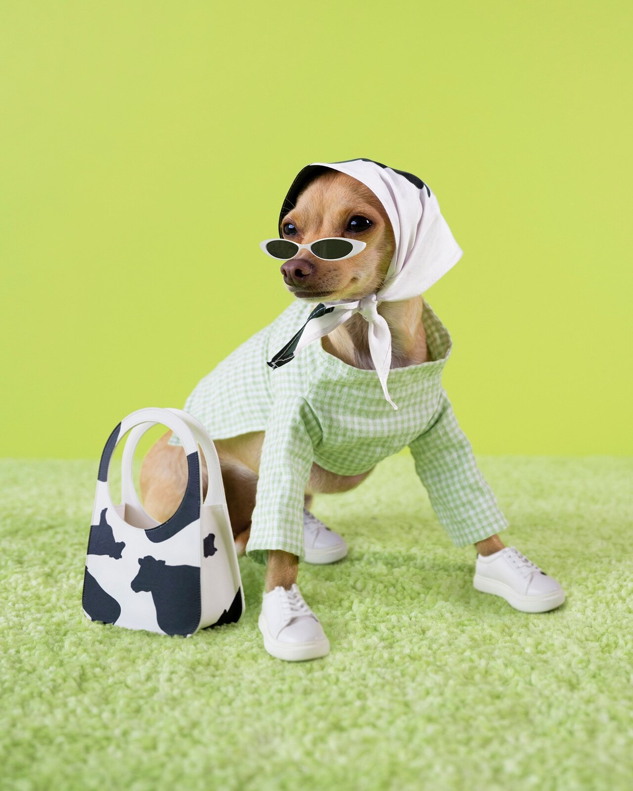 Enter Boobie’s World, the new brand by Instagram’s chicest dog | Dazed