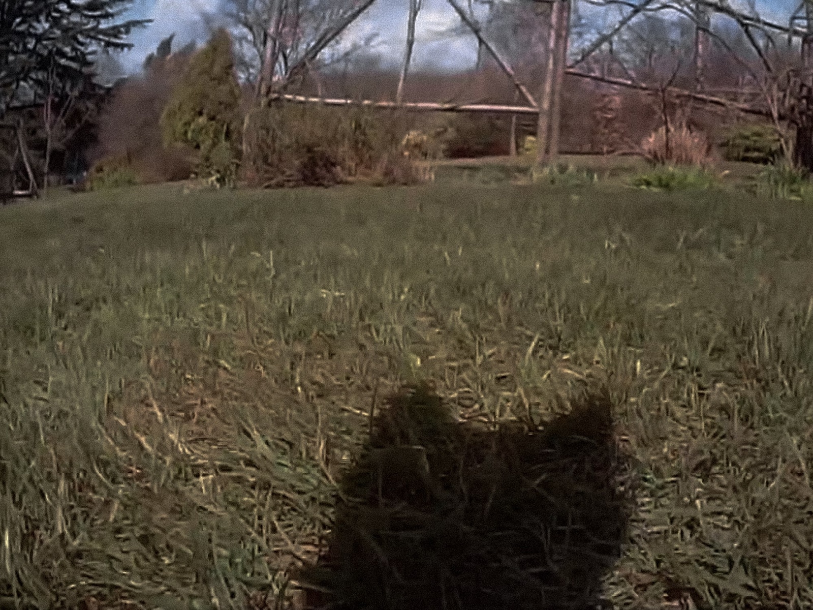 This uncanny photo series explores the feline gaze | Dazed