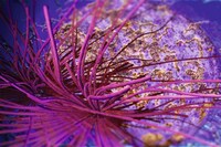 Drew Berry's Bio-Animations | Dazed