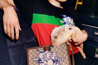 Gucci Year of the Pig collection | Dazed