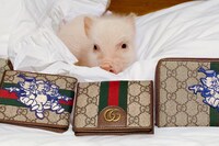 Gucci Year of the Pig collection | Dazed