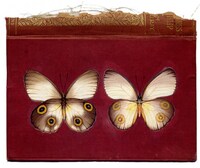 Unnatural Natural History: Rose Sanderson | Dazed