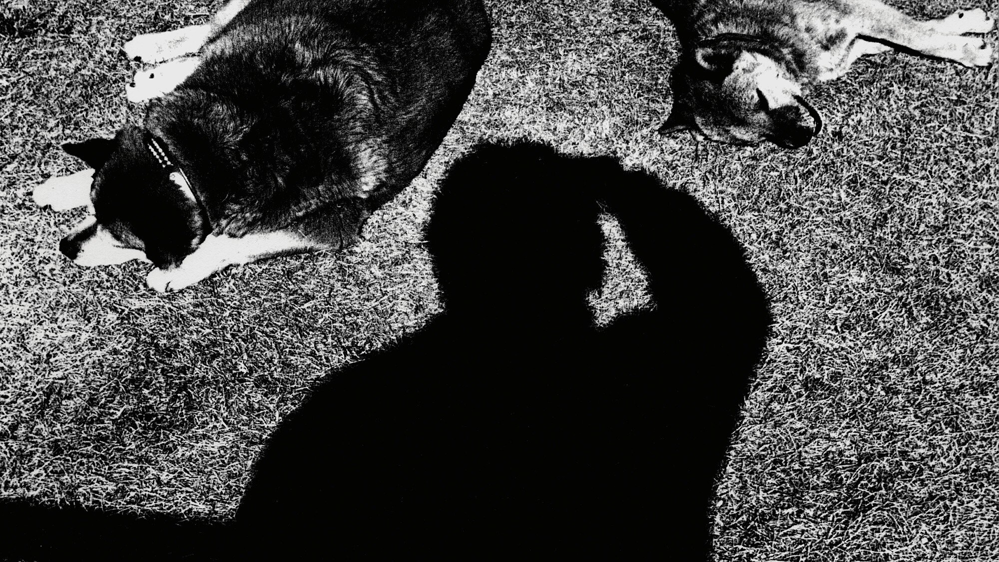 Daido Moriyama: art photography's black dog | Dazed