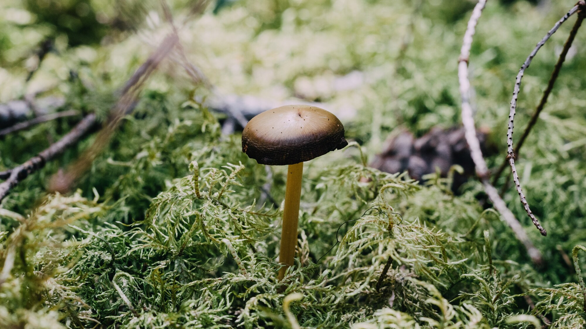 Scientists are harvesting magic mushroom chemicals for the first time ...