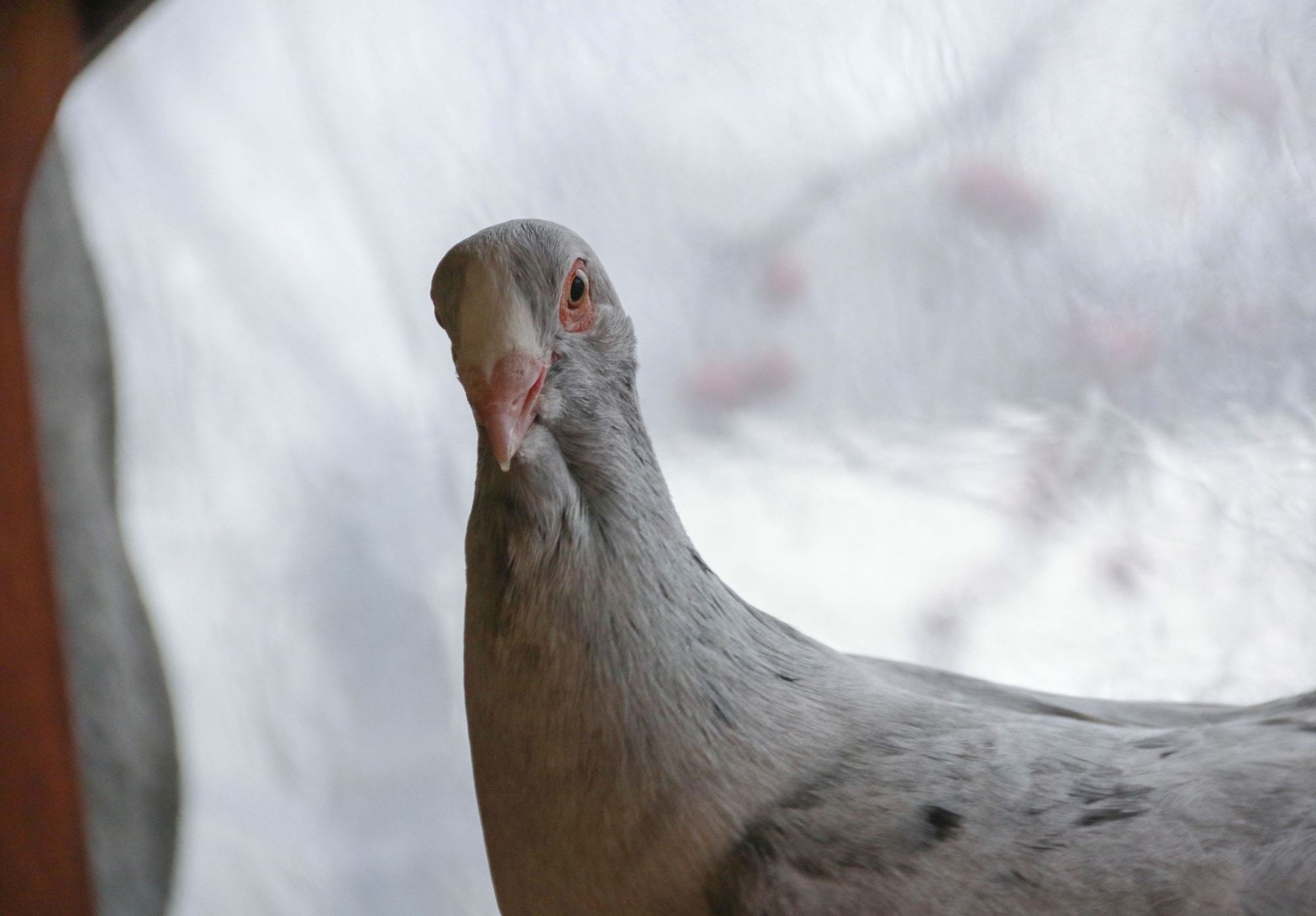 In defence of pigeons | Dazed