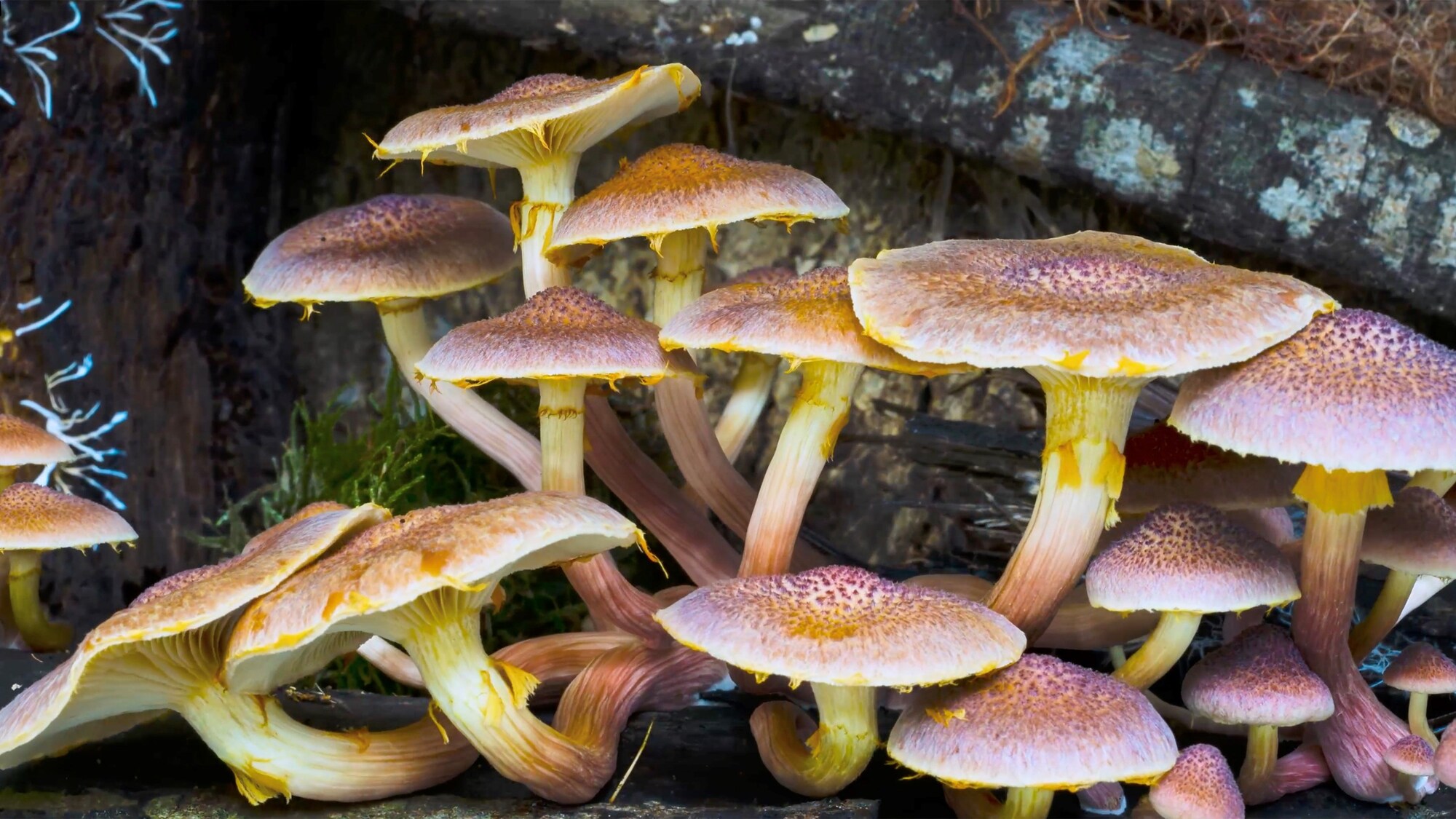 Fungi: Web of Life | Dazed