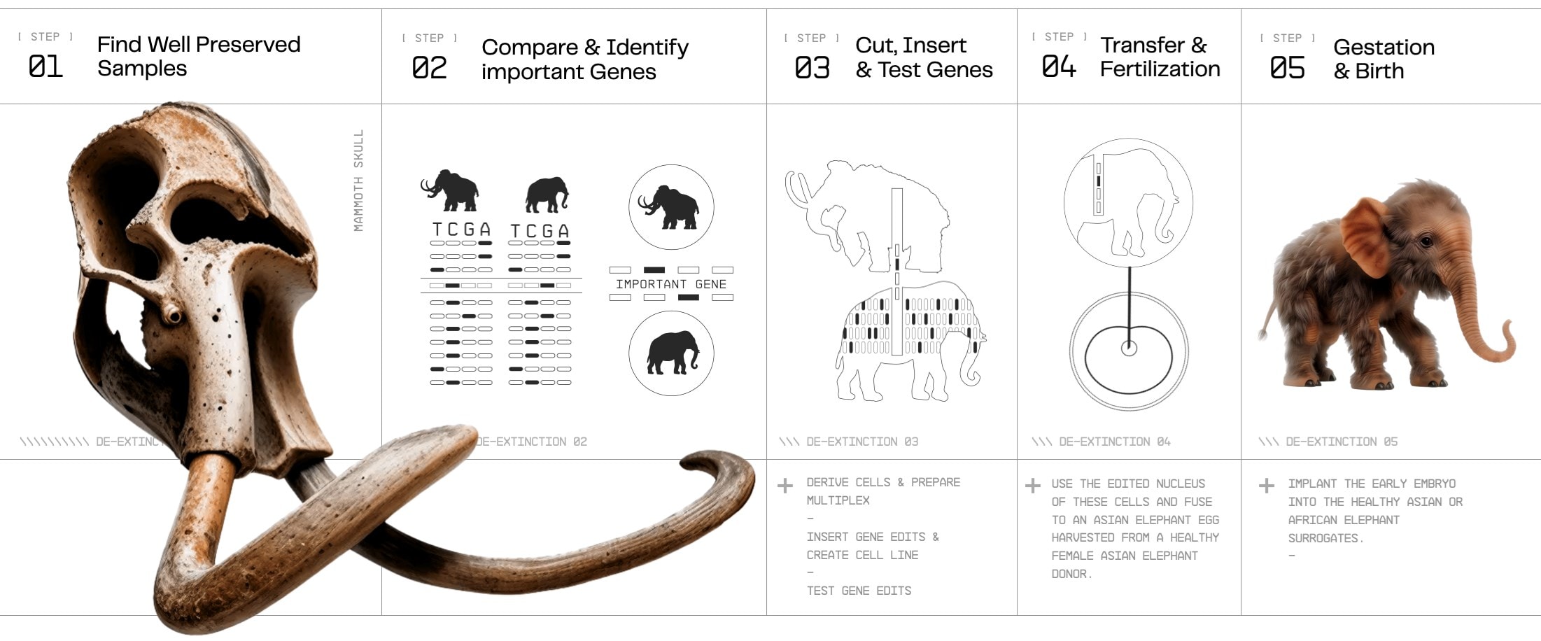 ‘I feel very confident’: Meet the man bringing back the woolly mammoth ...