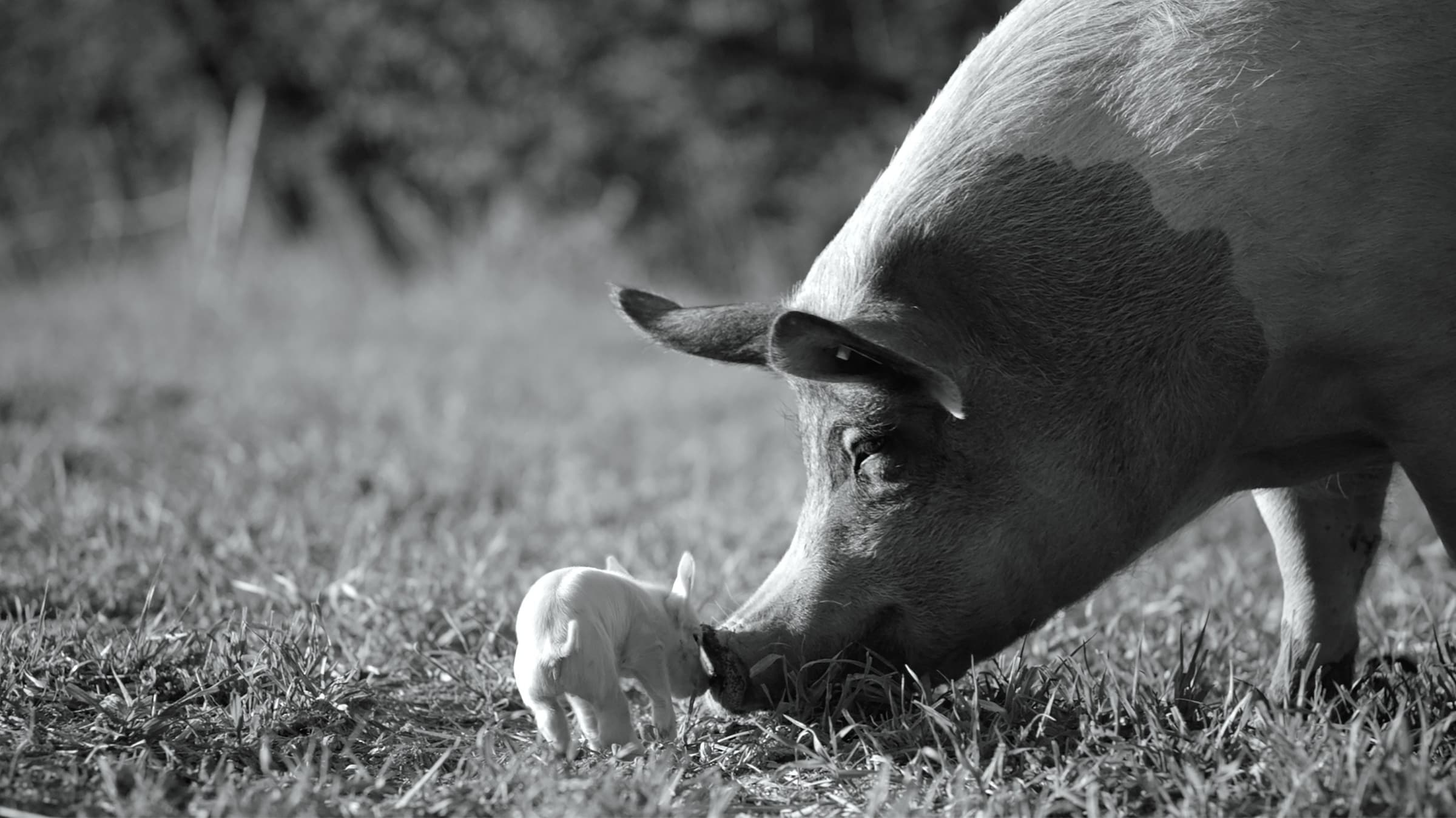 Joaquin Phoenix is producing a film about the sentience of a pig | Dazed
