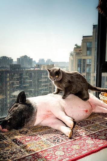 Surreal photos of a pig who lives in a Chinese tower block | Dazed