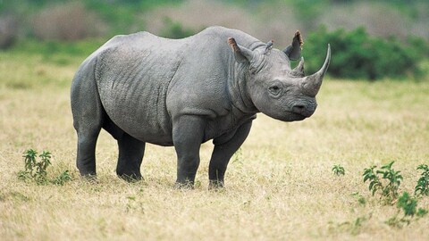 Affluent Vietnamese people are snorting rhino horns | Dazed