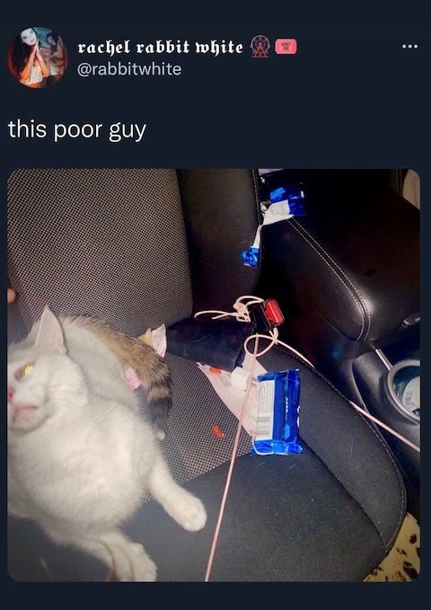 Rachel Rabbit White, 2022 Photo Dump | Dazed