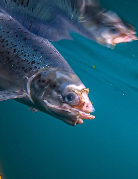 Open-pen salmon farming in Iceland | Dazed