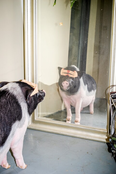 Feng Li, Pig (2023) | Dazed