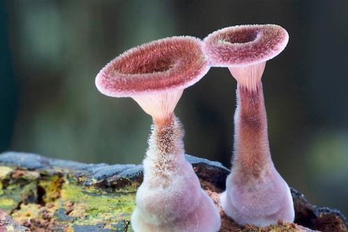 Fungi: Web of Life | Dazed