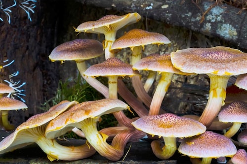 Fungi: Web of Life | Dazed