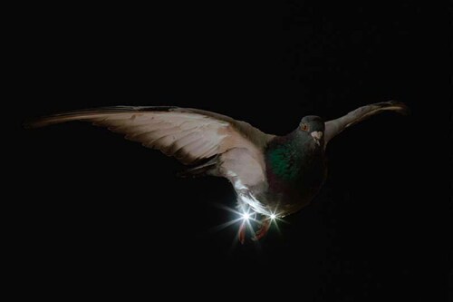 Capricious Magazine's Animal Special | Dazed