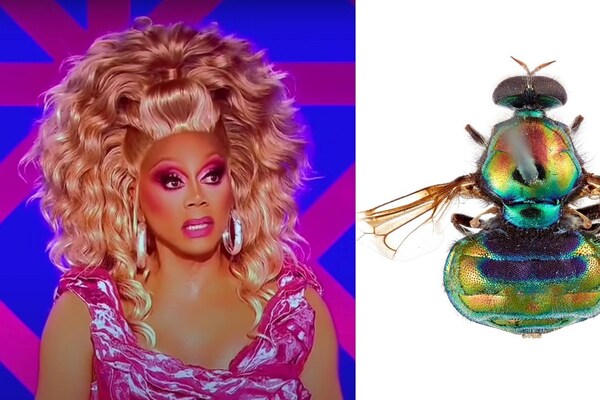 A carcass-eating fly with ‘legs for days’ has been named after RuPaul ...