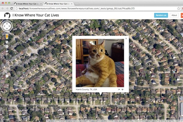 The internet knows where your cat lives | Dazed