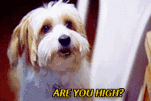 Introducing marijuana for pets... no really | Dazed