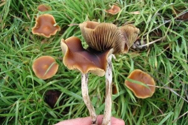 Scientists discover tripping on shrooms is like dreaming | Dazed