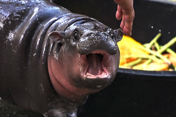 When Moo Deng screams, she screams for us all | Dazed