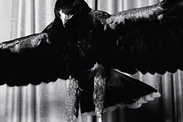 How Grimes tamed a hawk | Dazed