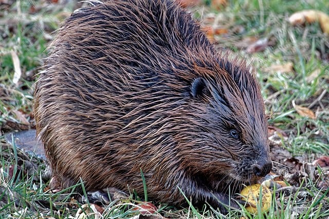 Beaver dream: dynamic rodents to return to London after 400-year paws ...