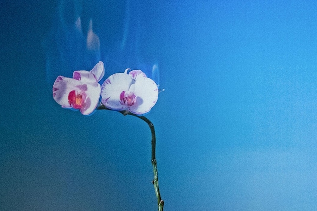 This exhibition explores flowers as subversive symbols of sexuality | Dazed