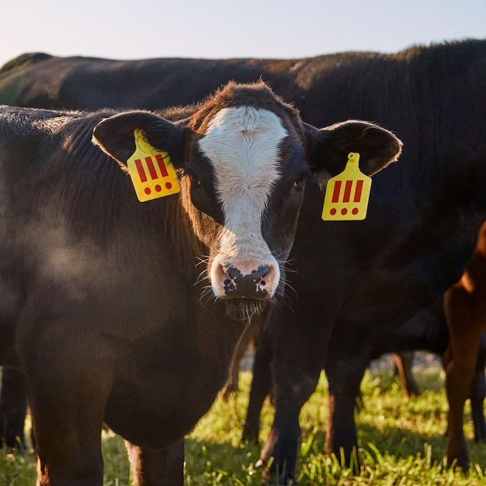 MSCHF drops Schrödinger’s cow, a philosophical fashion experiment | Dazed