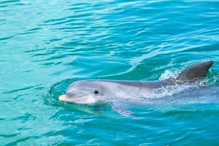 Russian military dolphins are a thing now | Dazed