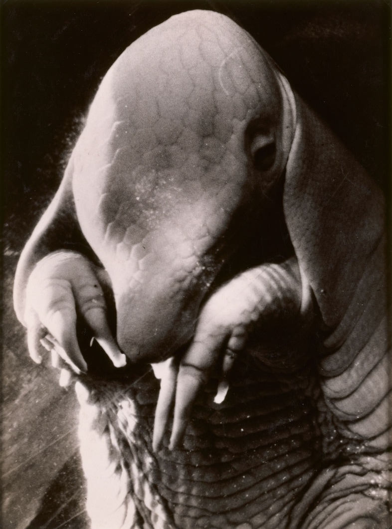 Dora Maar “P&#232;re Ubu” (“Portrait of Ubu”)