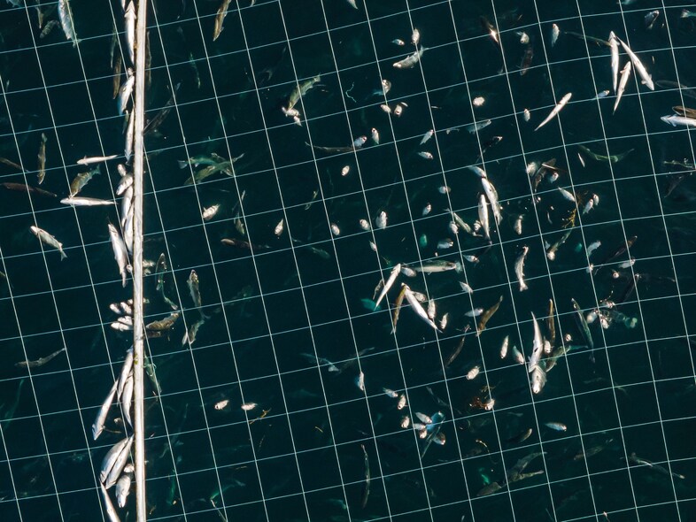 Open-pen salmon farming in Iceland | Dazed