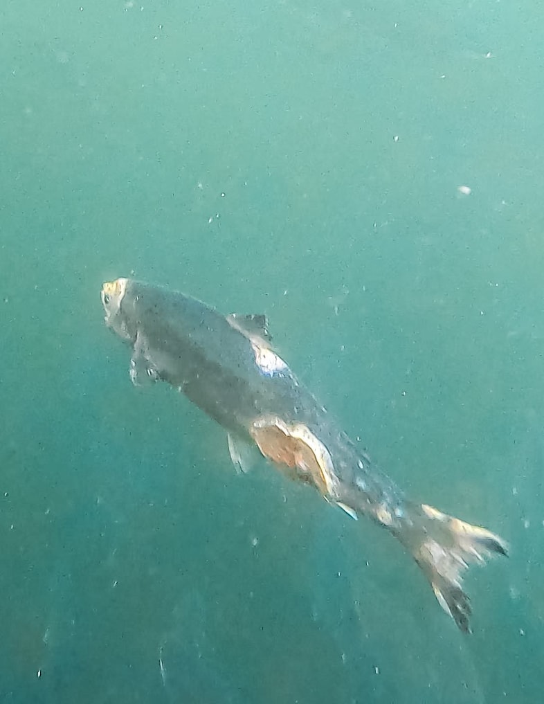 Open-pen salmon farming in Iceland | Dazed Open-pen salmon farming in Iceland | Dazed
