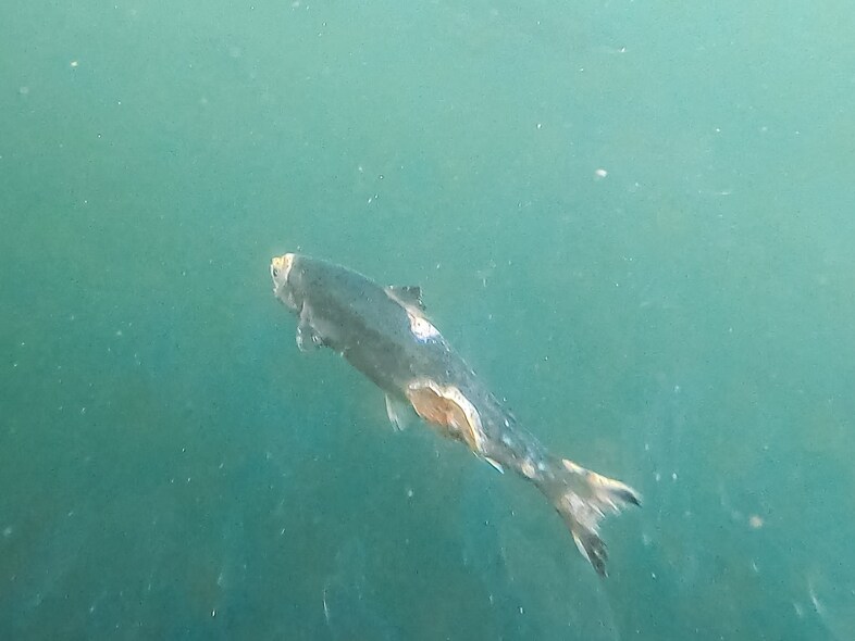 Open-pen salmon farming in Iceland | Dazed